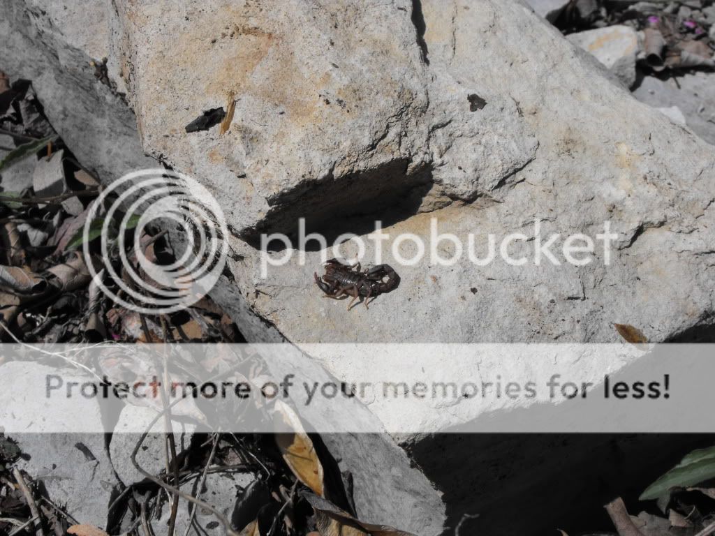 scorpions living in Kentucky | Arachnoboards