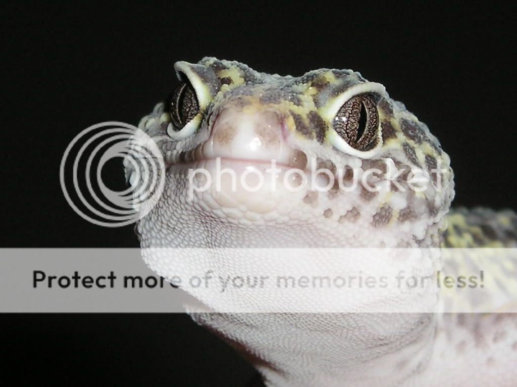 More cute pics of my Mack Snow Gecko!! | Reptile Forums