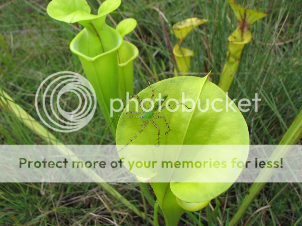 North Carolina Trip Photos - FlyTrapCare Forums