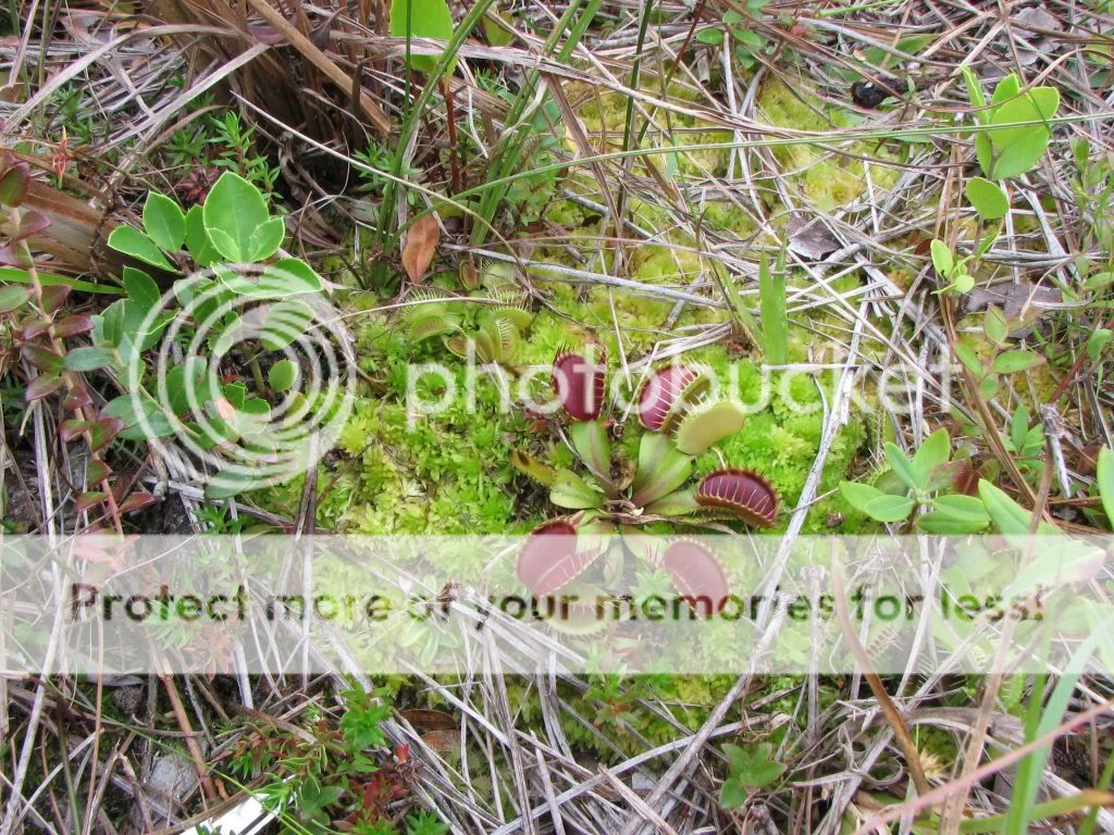 North Carolina Trip Photos - FlyTrapCare Forums