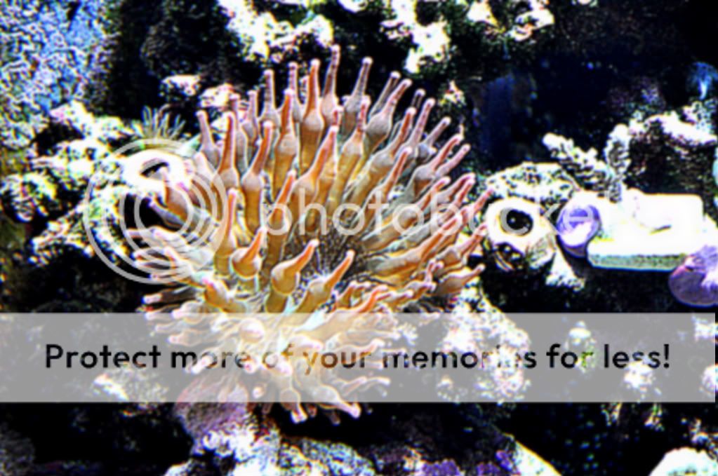 Multi Color Anemone | Reef2Reef