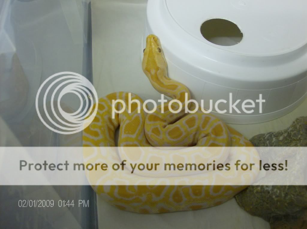 albino burm | Reptile Forums