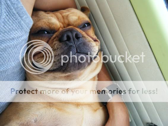 TheSamba.com :: Reader's Rides - View topic - Dogs and VWs!